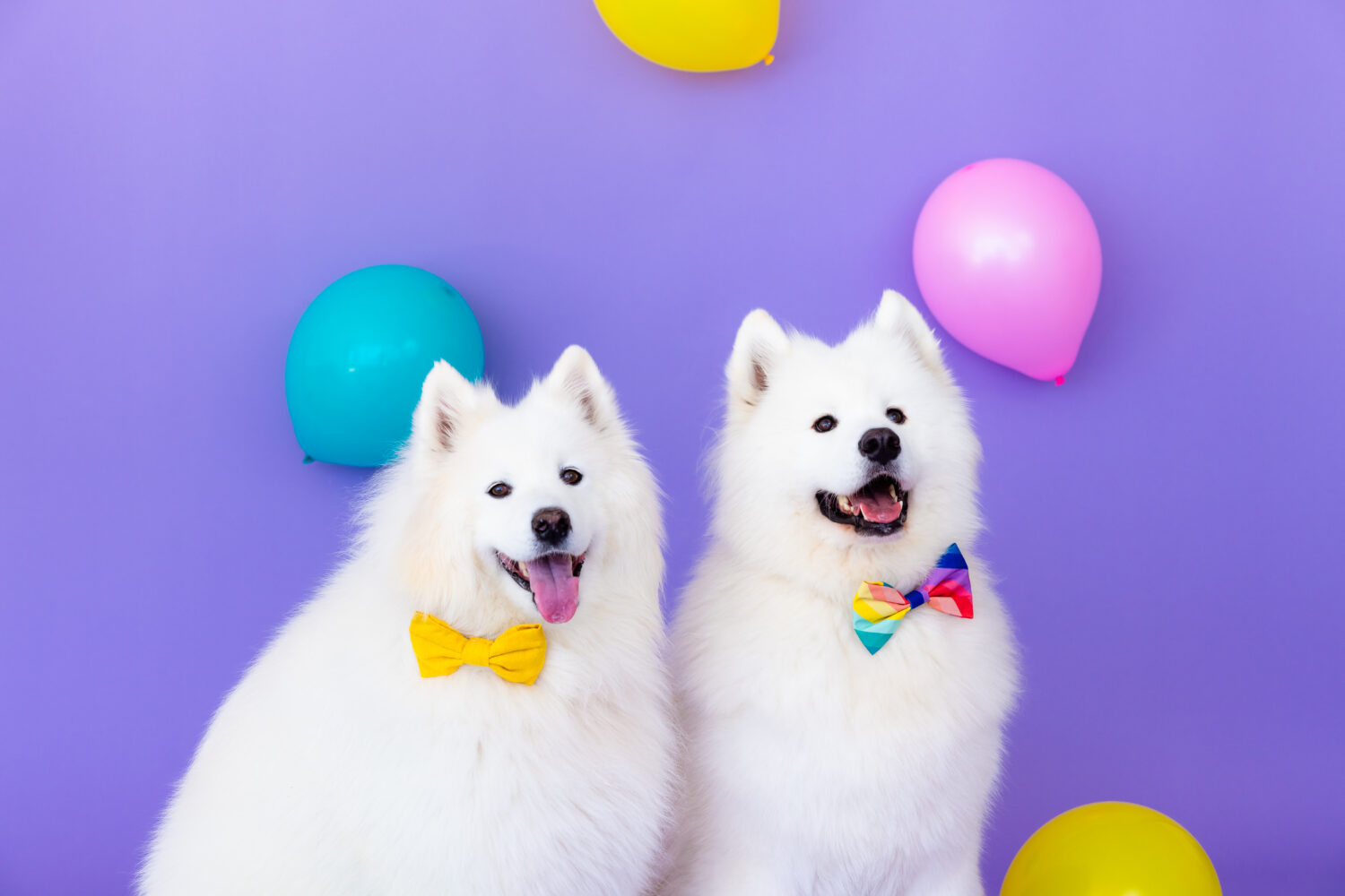 Colorful, Fun, and Creative Studio Dog Photoshoot with Samoyeds | Sarah ...